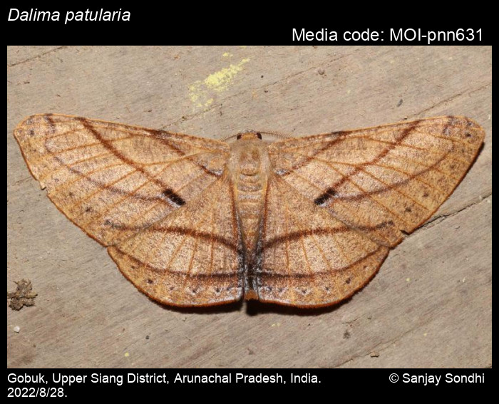 Dalima patularia (Walker, 1860) - | Moths